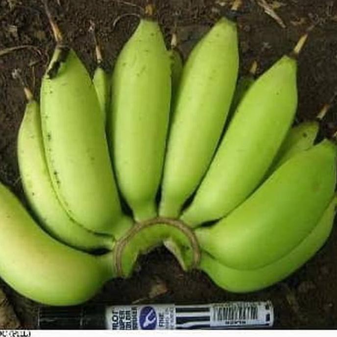Lot de 6 de banane poban - Caribbean eShop